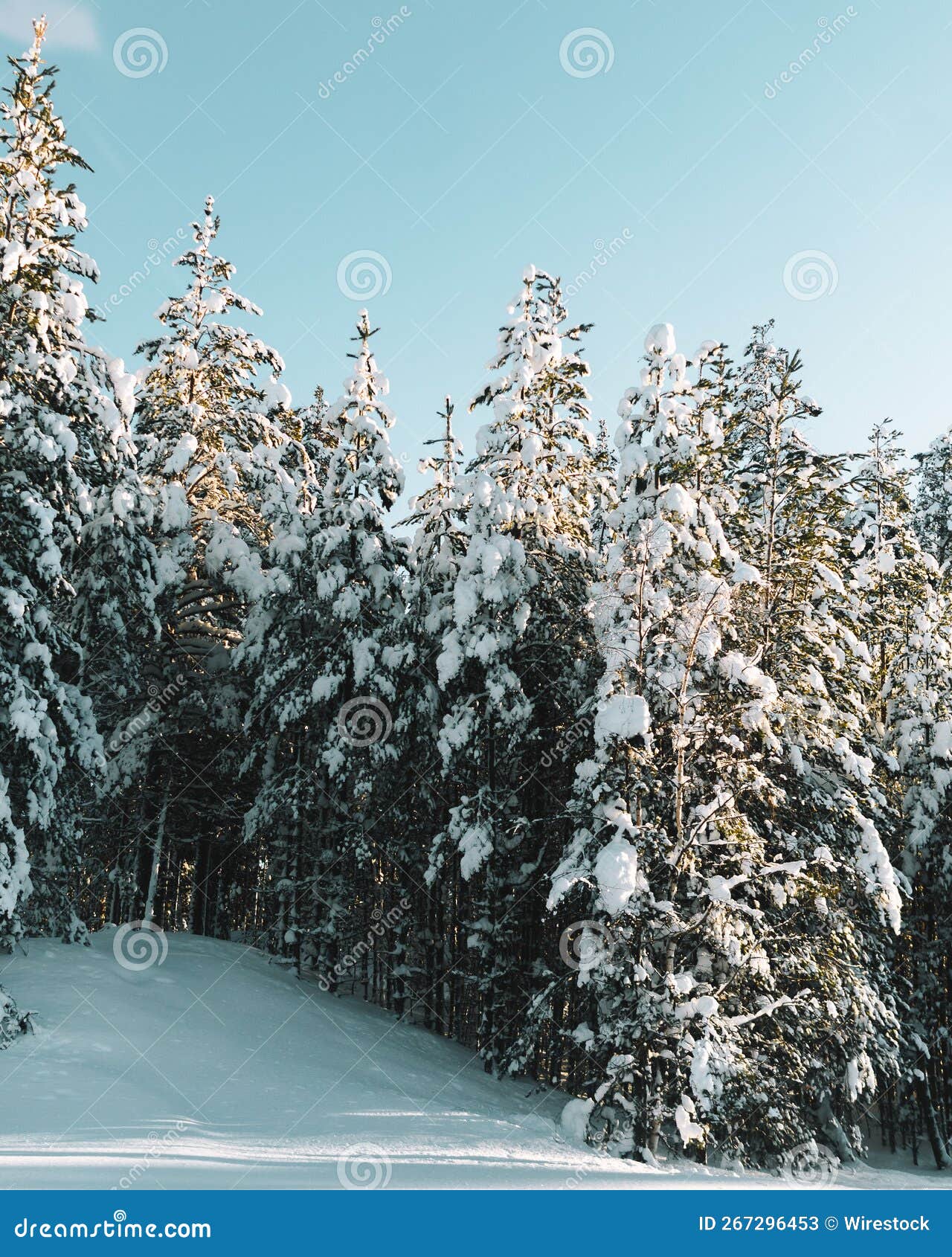 View of the snowy trees stock image. Image of tree, nature - 267296453