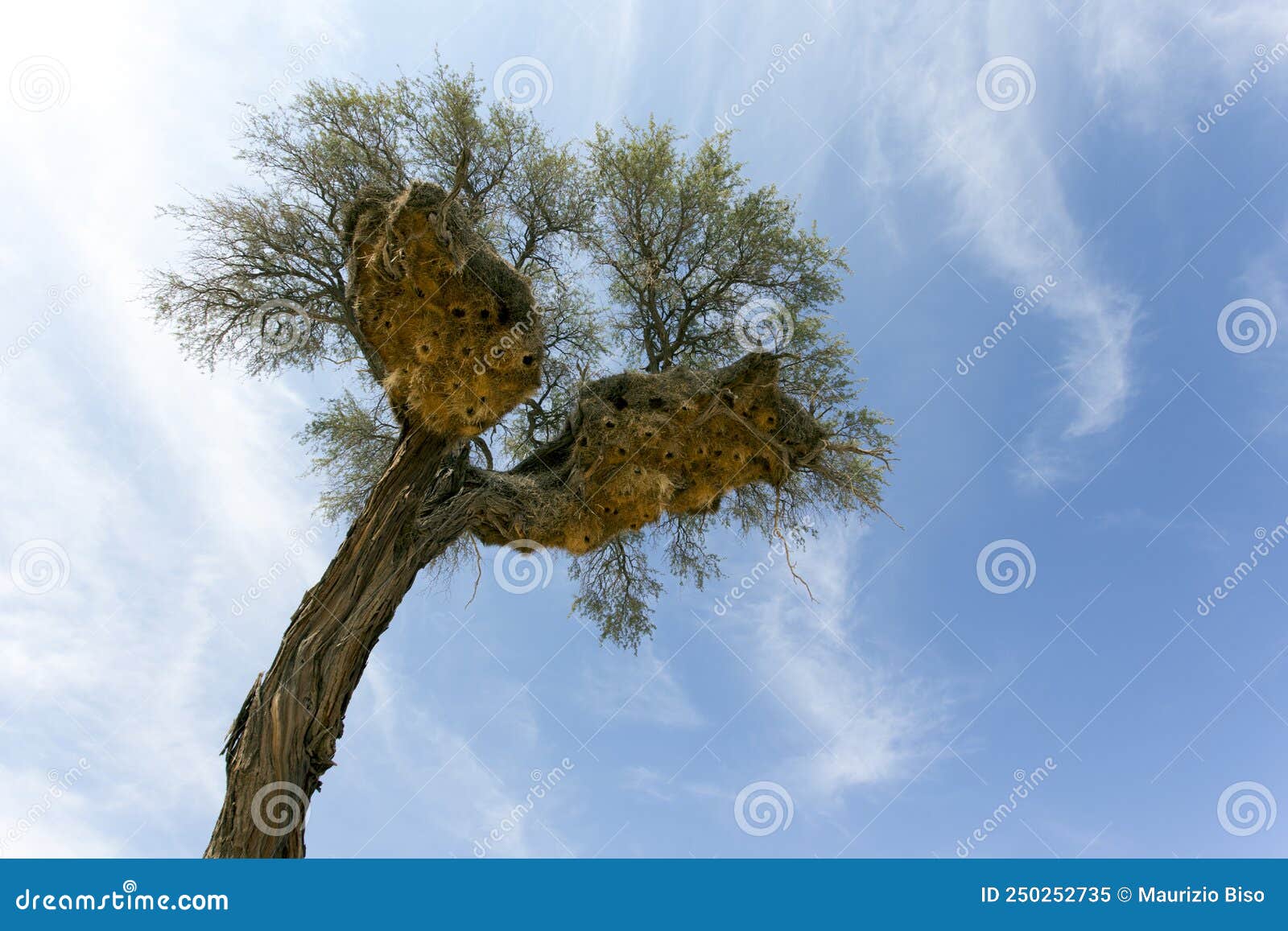 View of Sociable Weaver Nesting Colony Stock Image - Image of nesting ...