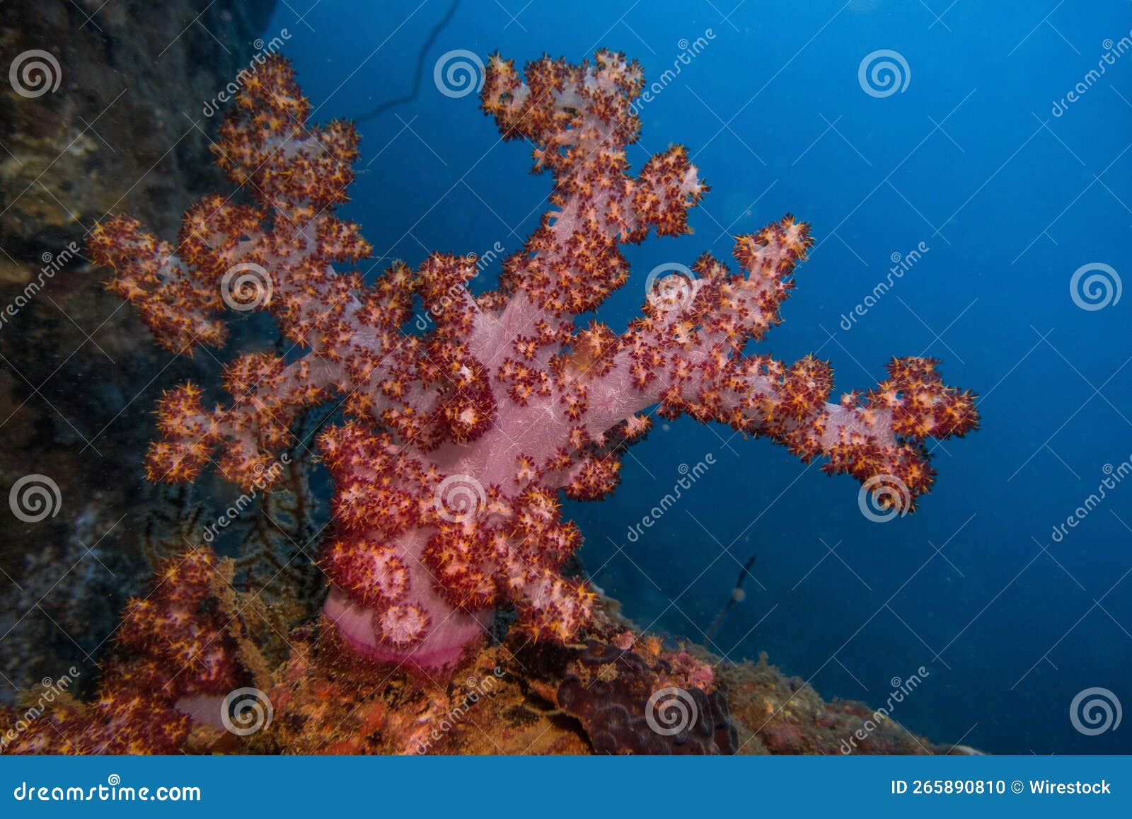 View of Soft and Hard Coral Reef during a Scuba Diving with a Blue ...