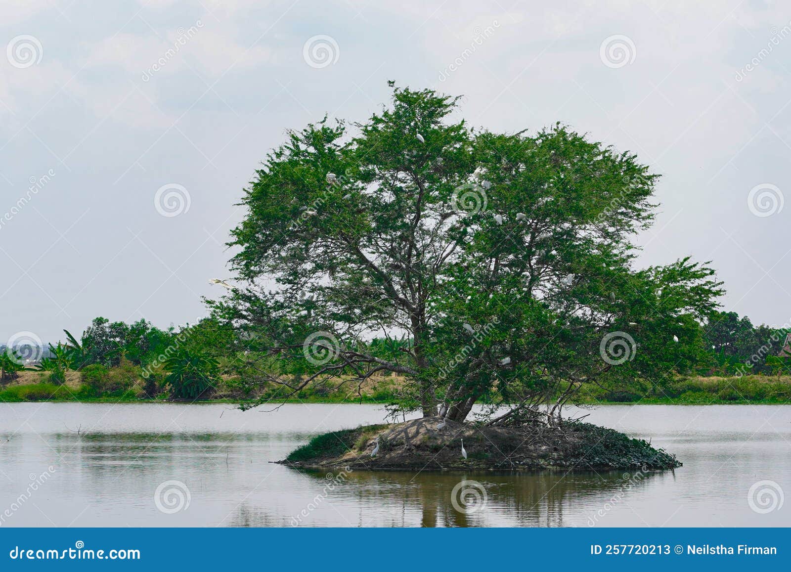 Solitaire tree on the lake stock image. Image of calm - 257720213