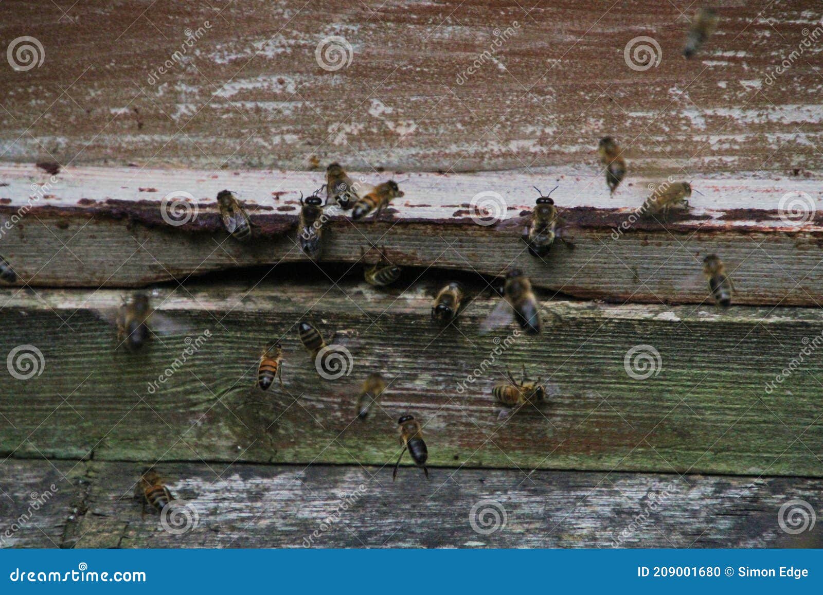 A view of some Bees stock photo. Image of ground, shropshire - 209001680