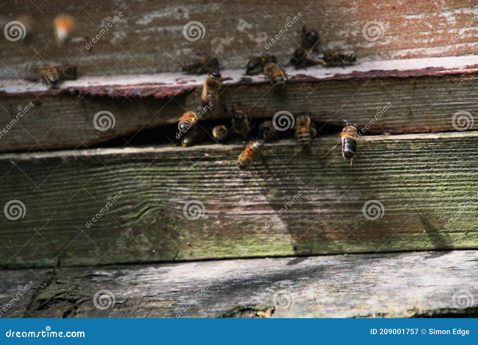 A view of some Bees stock image. Image of lake, ellesmere - 209001757