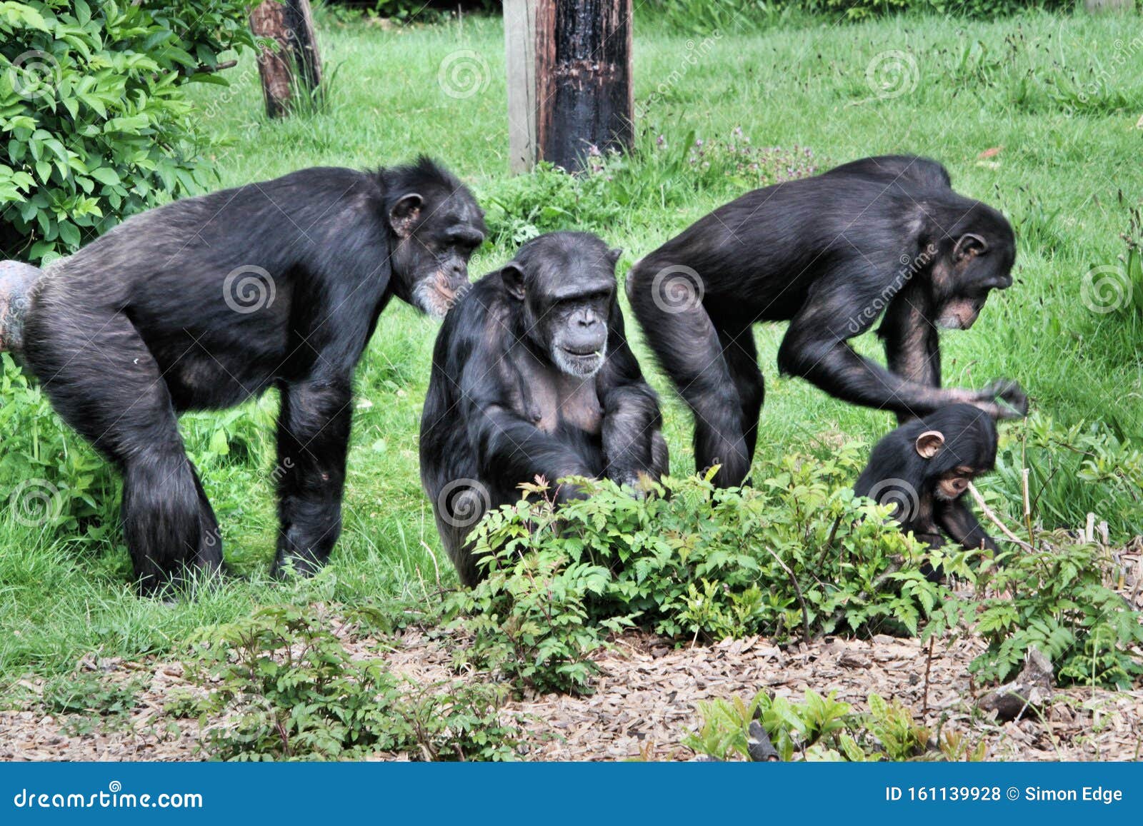 A view of some Chimpanzees stock photo. Image of giraffes - 161139928