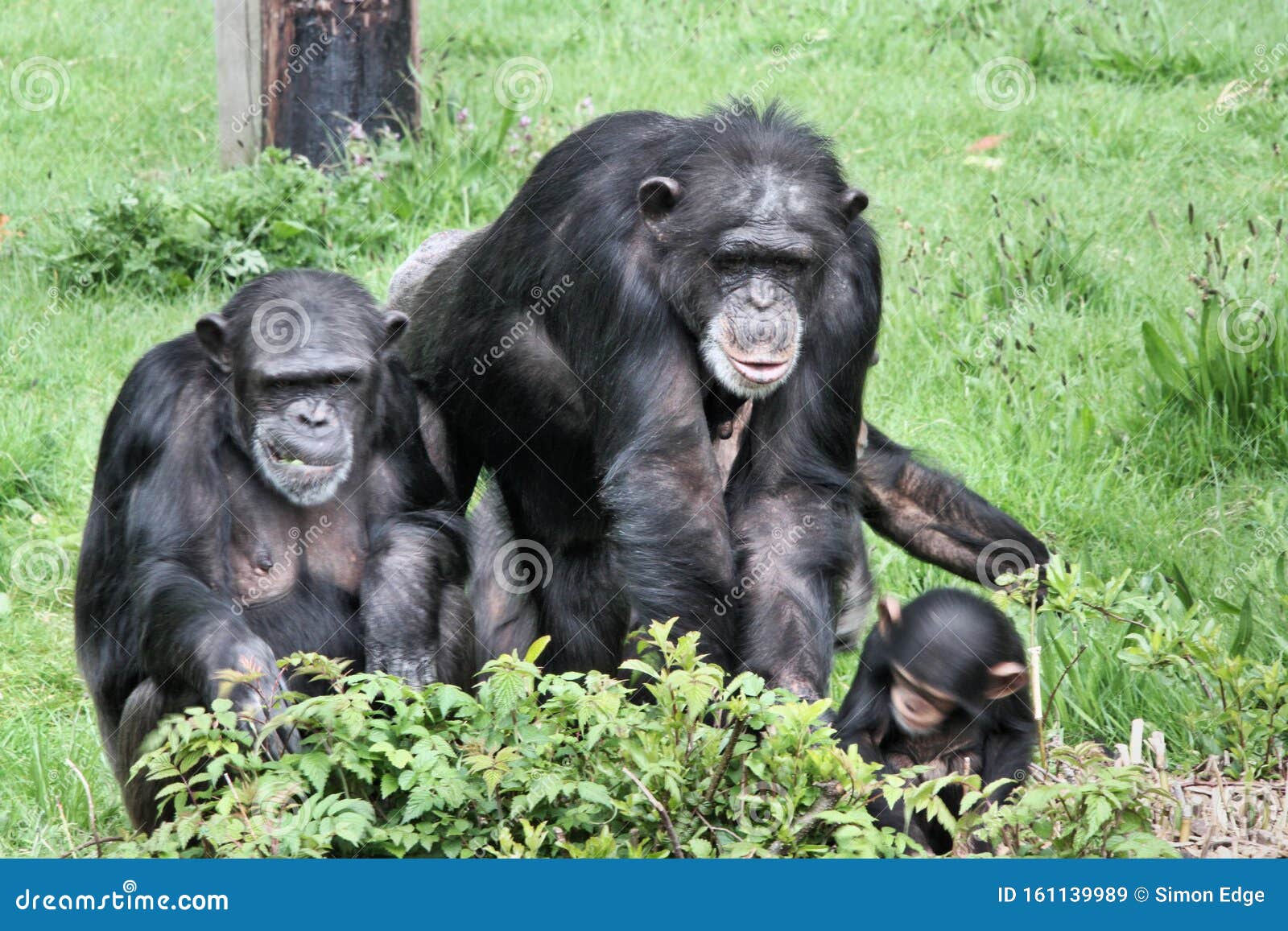 A view of some Chimpanzees stock image. Image of elephant - 161139989