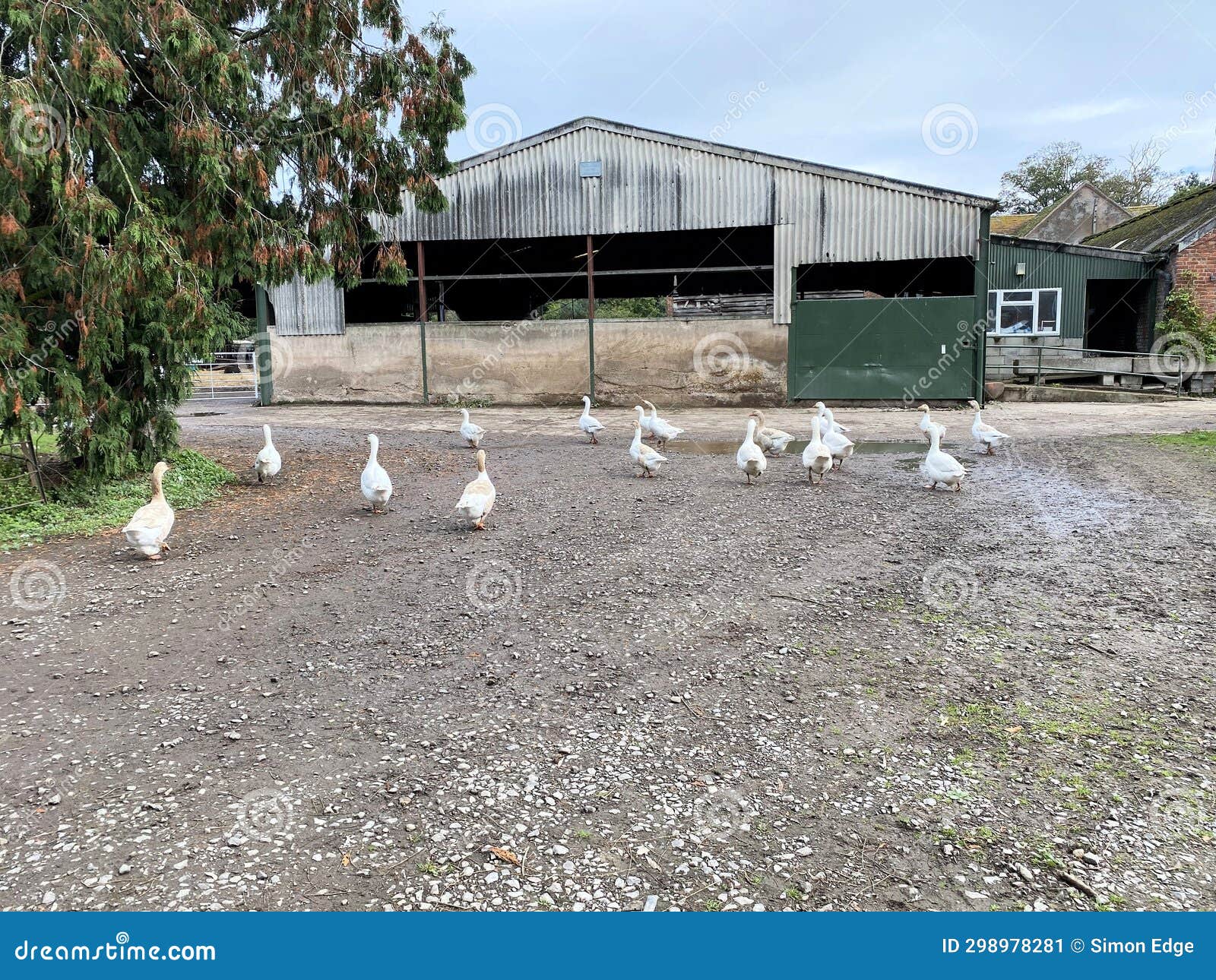 A View of Some Geese on a Farm Stock Image - Image of plant, swan ...
