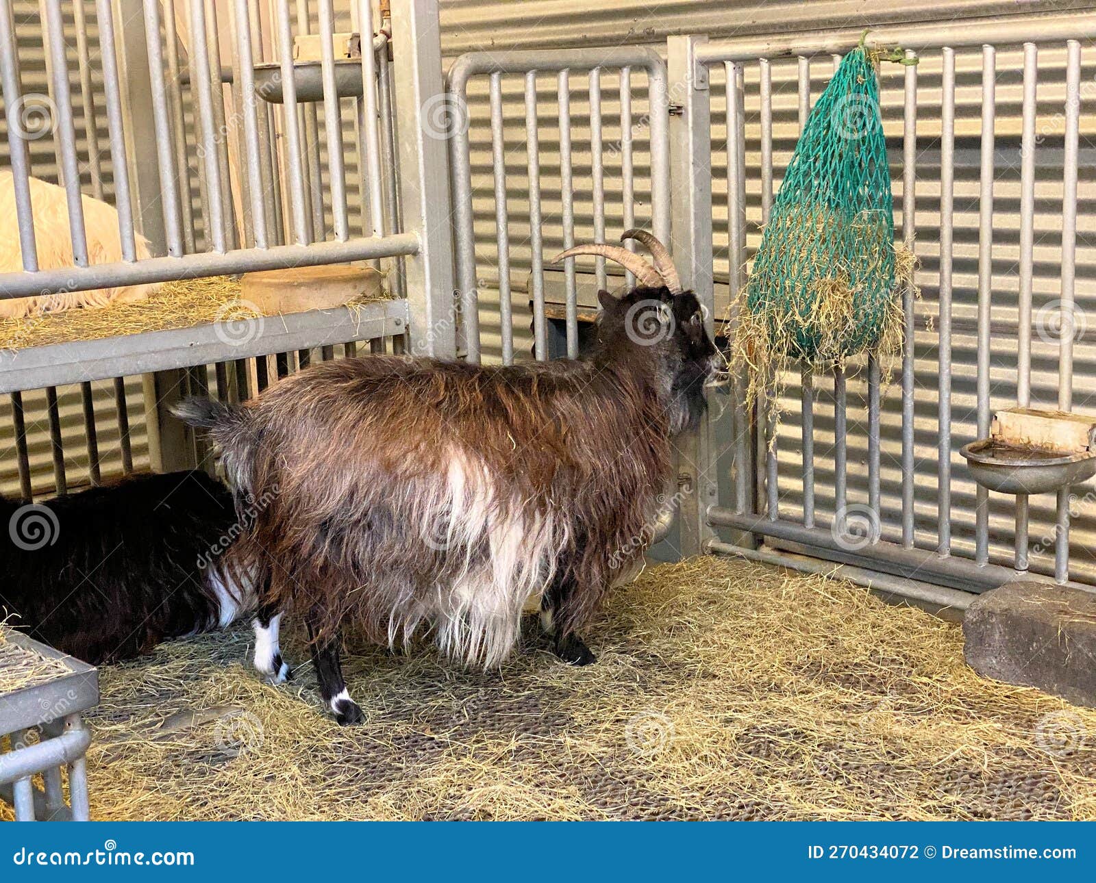A View of Some Goats in an Enclosure Stock Photo - Image of natural ...