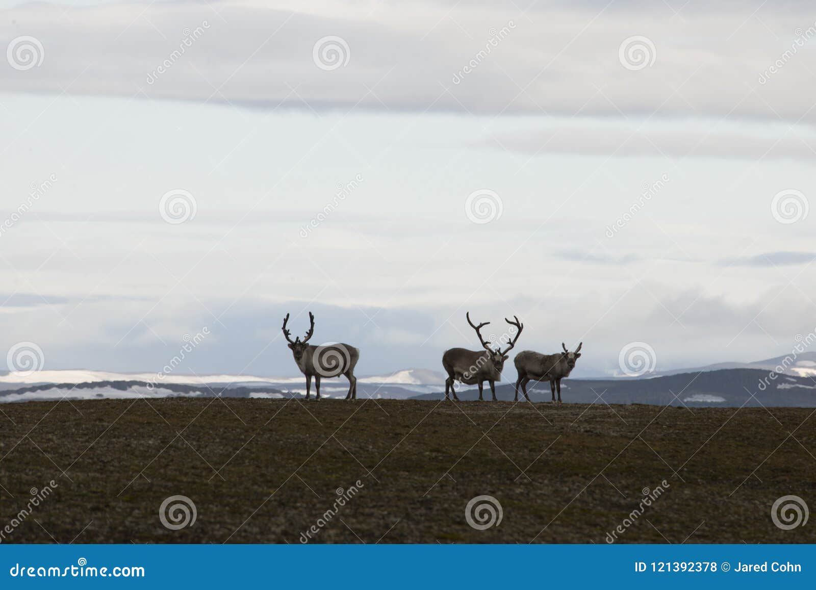 View of Some Native Reindeers in the Arctic Stock Photo - Image of ...