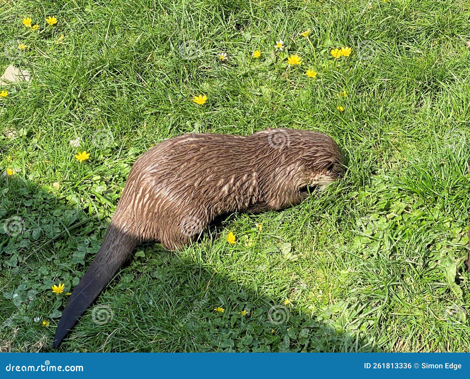 A view of some Otters stock photo. Image of wild, stripes - 261813336