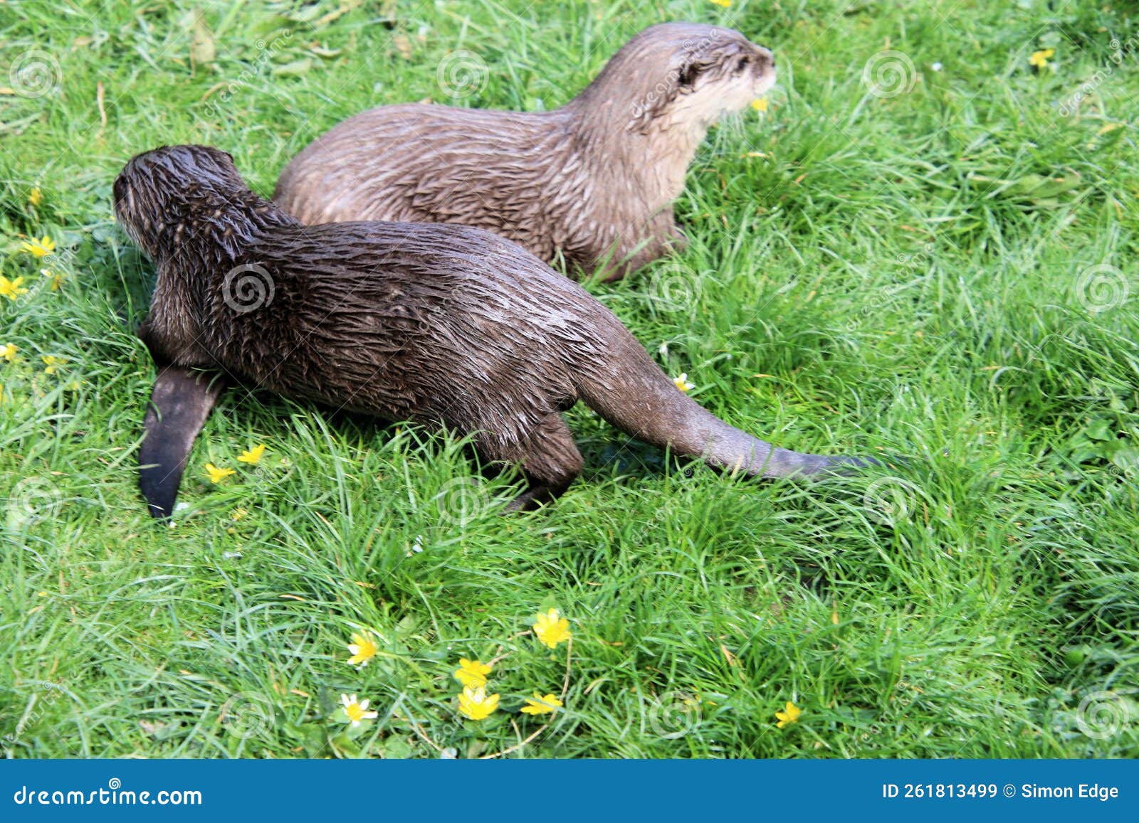 A view of some Otters stock image. Image of panda, skunk - 261813499