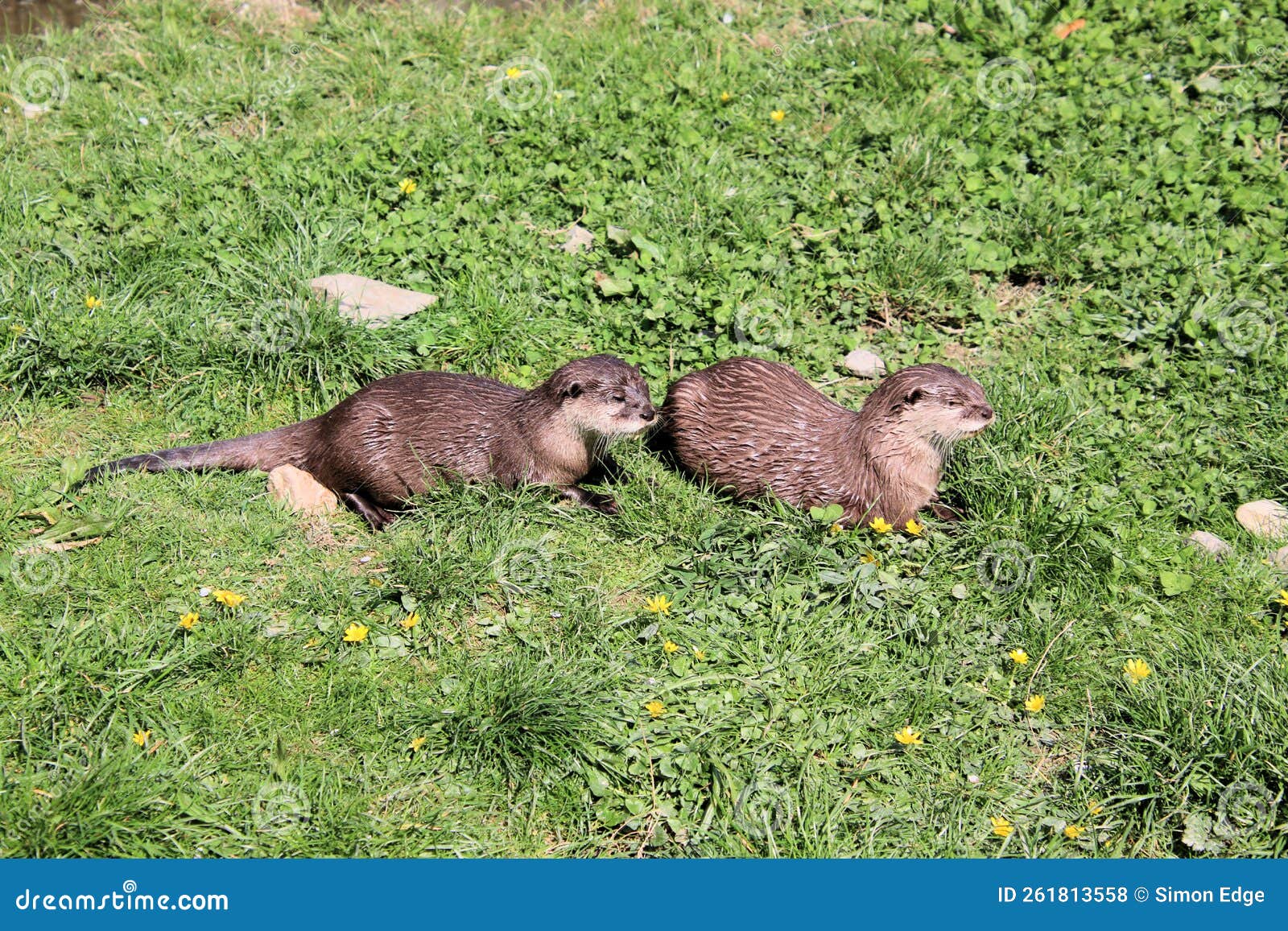 A view of some Otters stock photo. Image of ring, panda - 261813558
