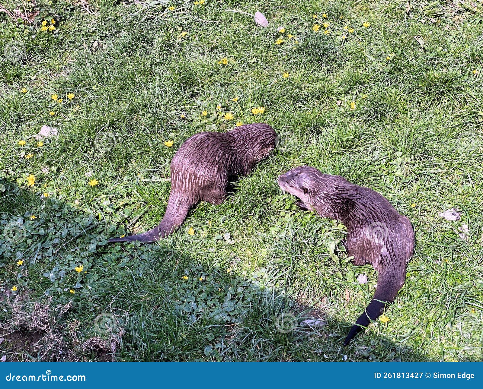 A view of some Otters stock image. Image of otters, lemur - 261813427