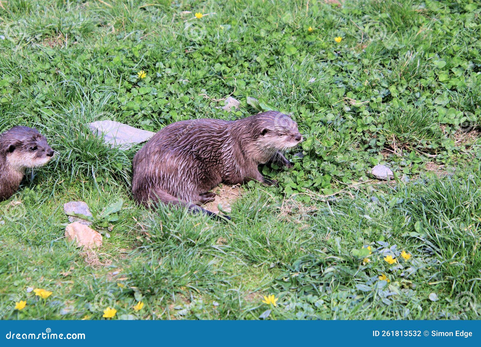 A view of some Otters stock photo. Image of martin, tortoise - 261813532