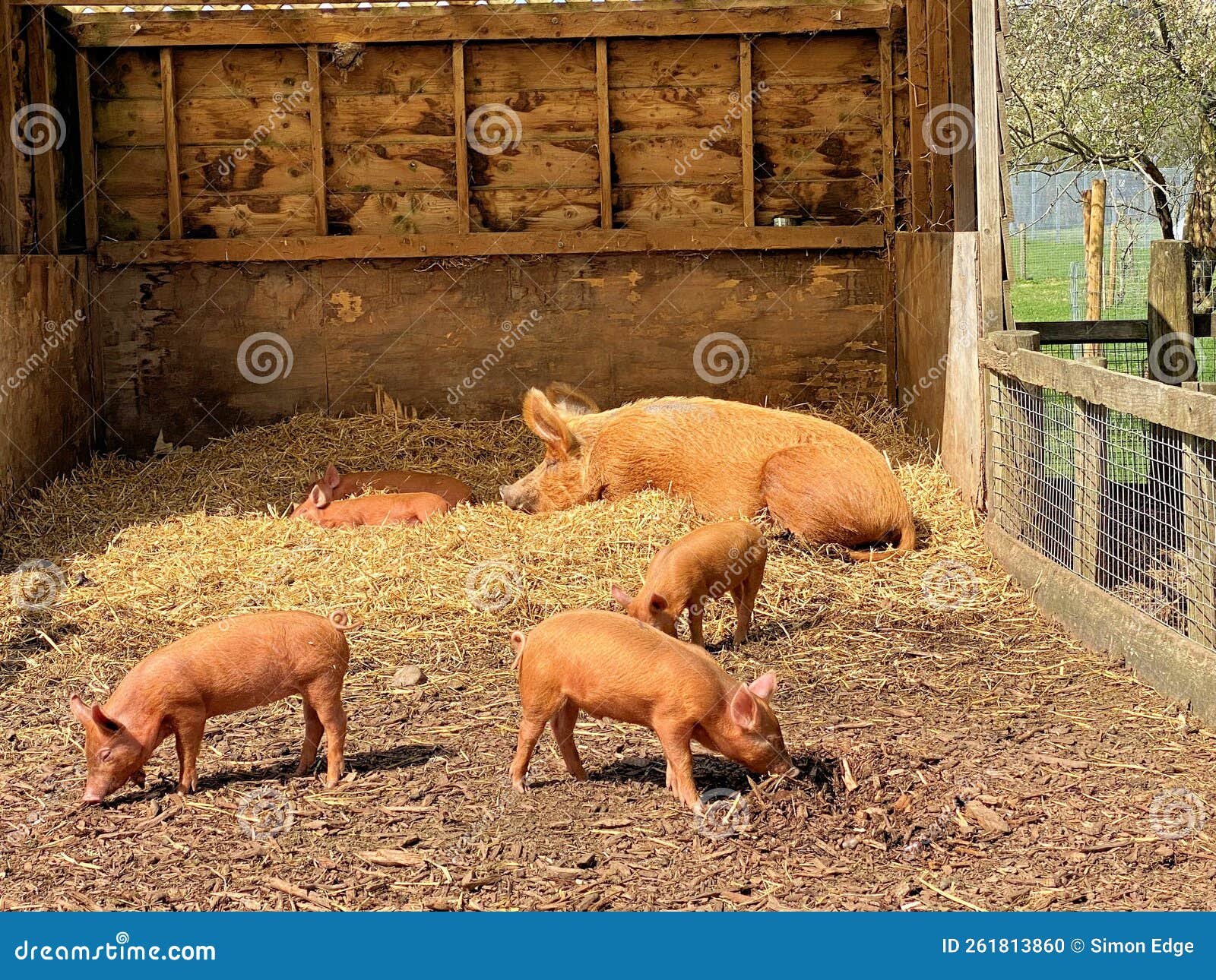 A view of some Pigs stock photo. Image of nature, pigs - 261813860