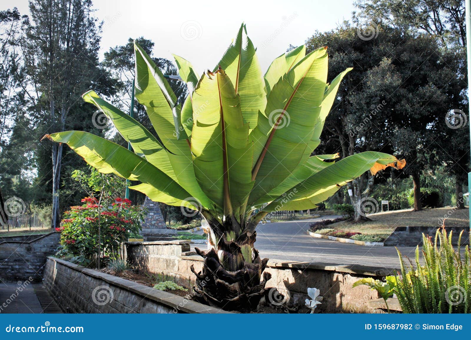 A View of Some Scenery in Kenya Stock Photo - Image of kenya, kimilli ...