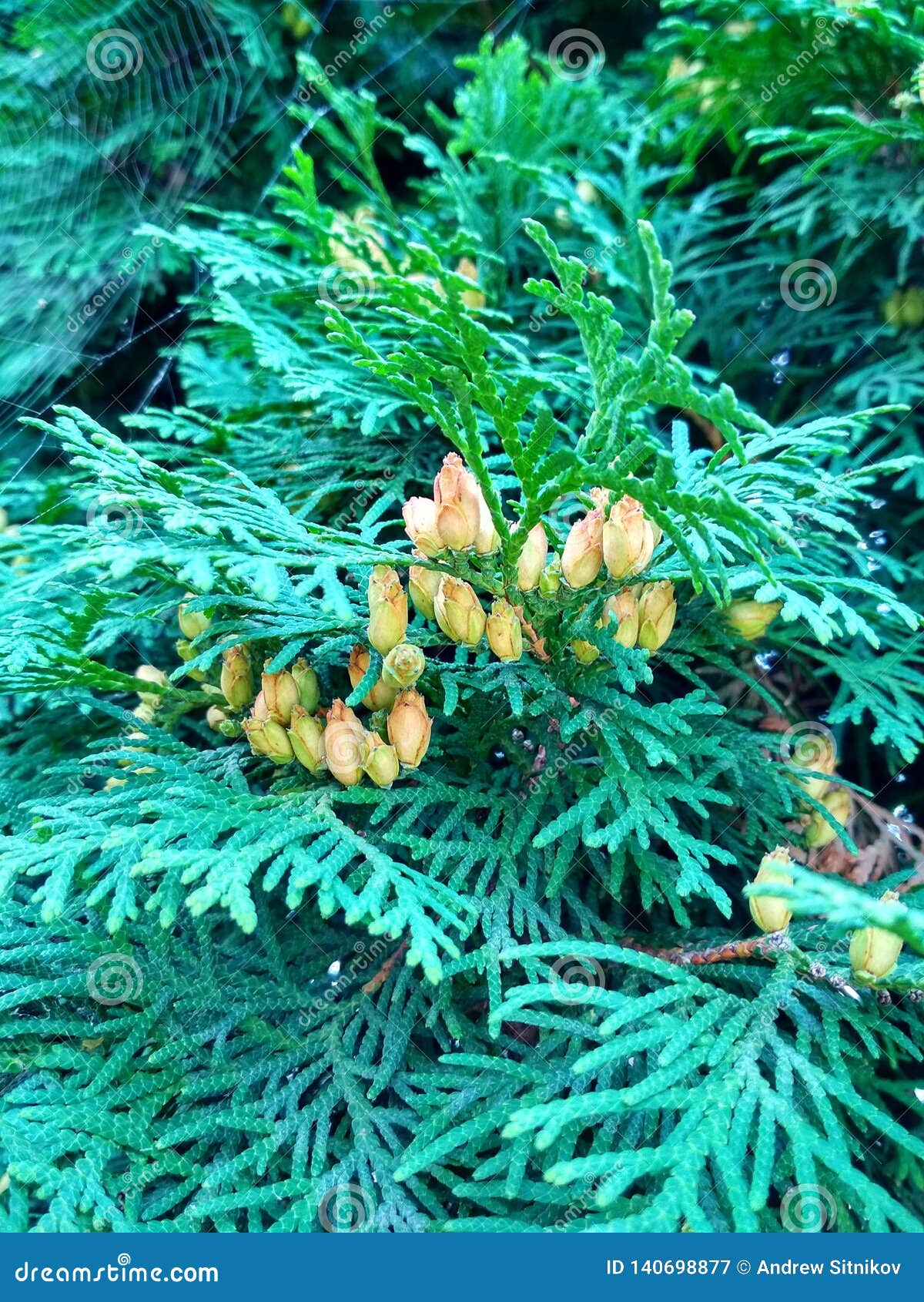 Young cones of a conifer stock image. Image of tree - 140698877