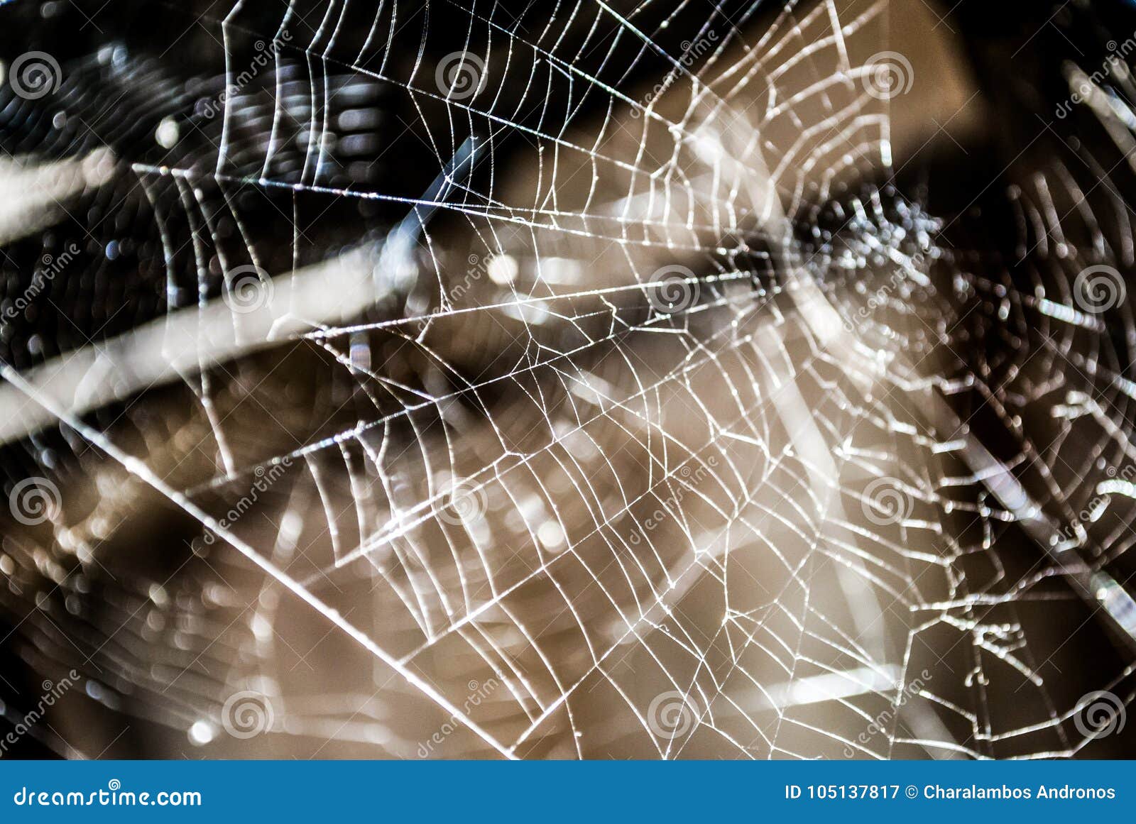 Macro Close Up of a Spider Web Stock Image - Image of trap, texture ...
