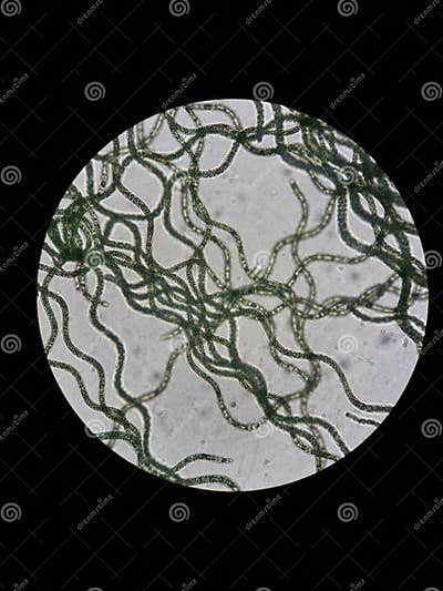 View of Spirulina from a Microscope Stock Photo - Image of jewellery ...
