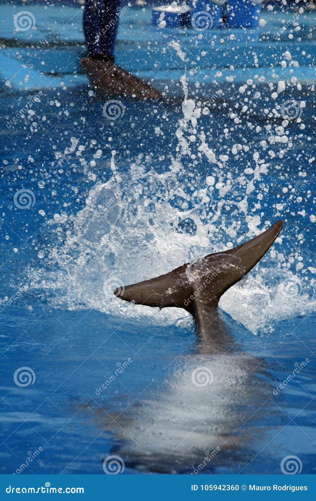 Dolphin s tail stock photo. Image of captivity, entertainment - 105942360