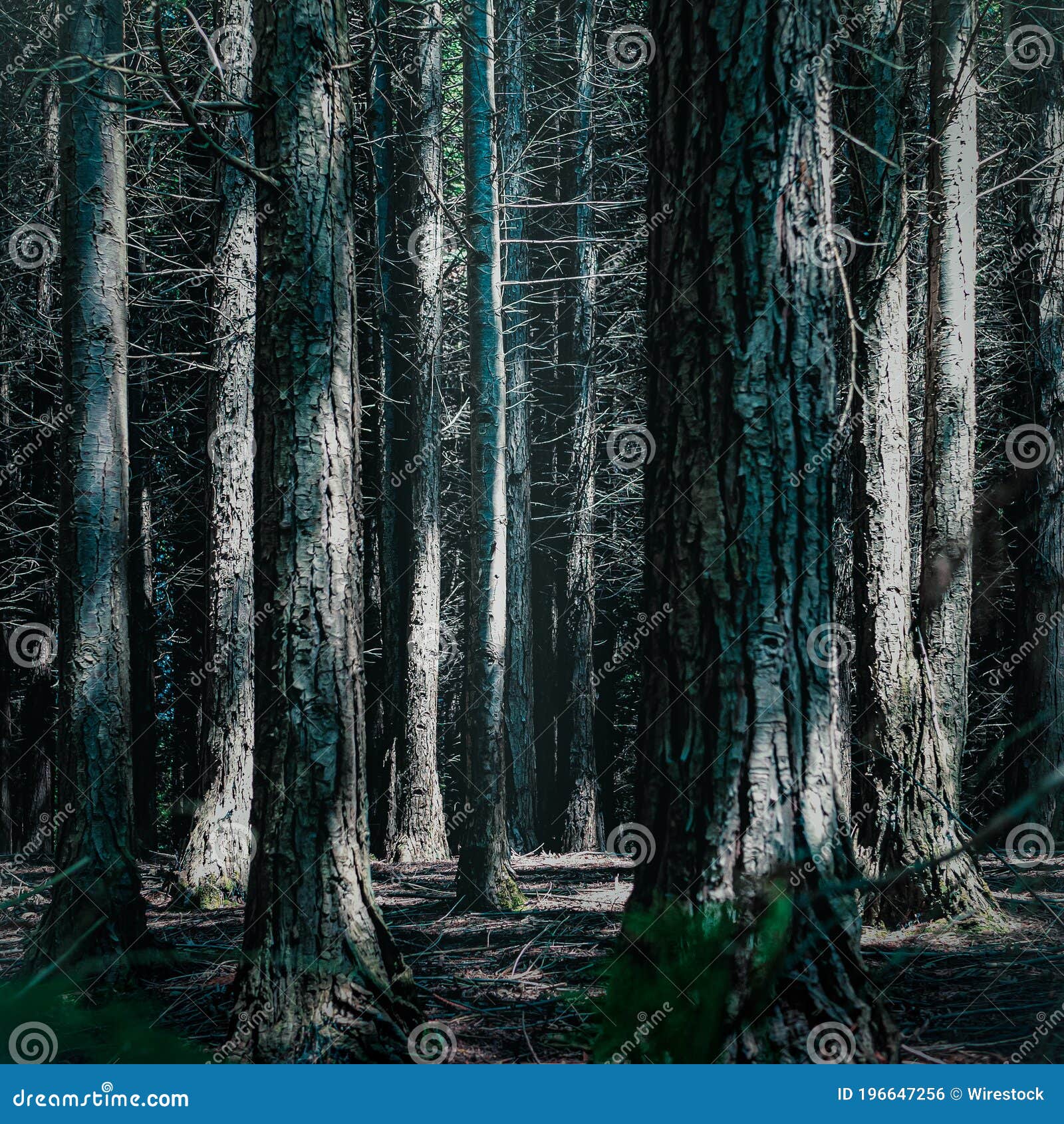 View of a Spooky Forest with Tall Pine Trees Stock Photo - Image of ...