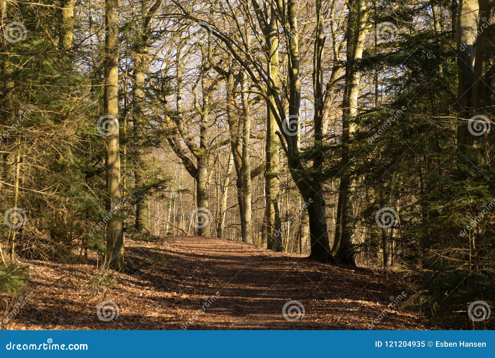 View through the Spring Forest an Early Morning Stock Image - Image of ...