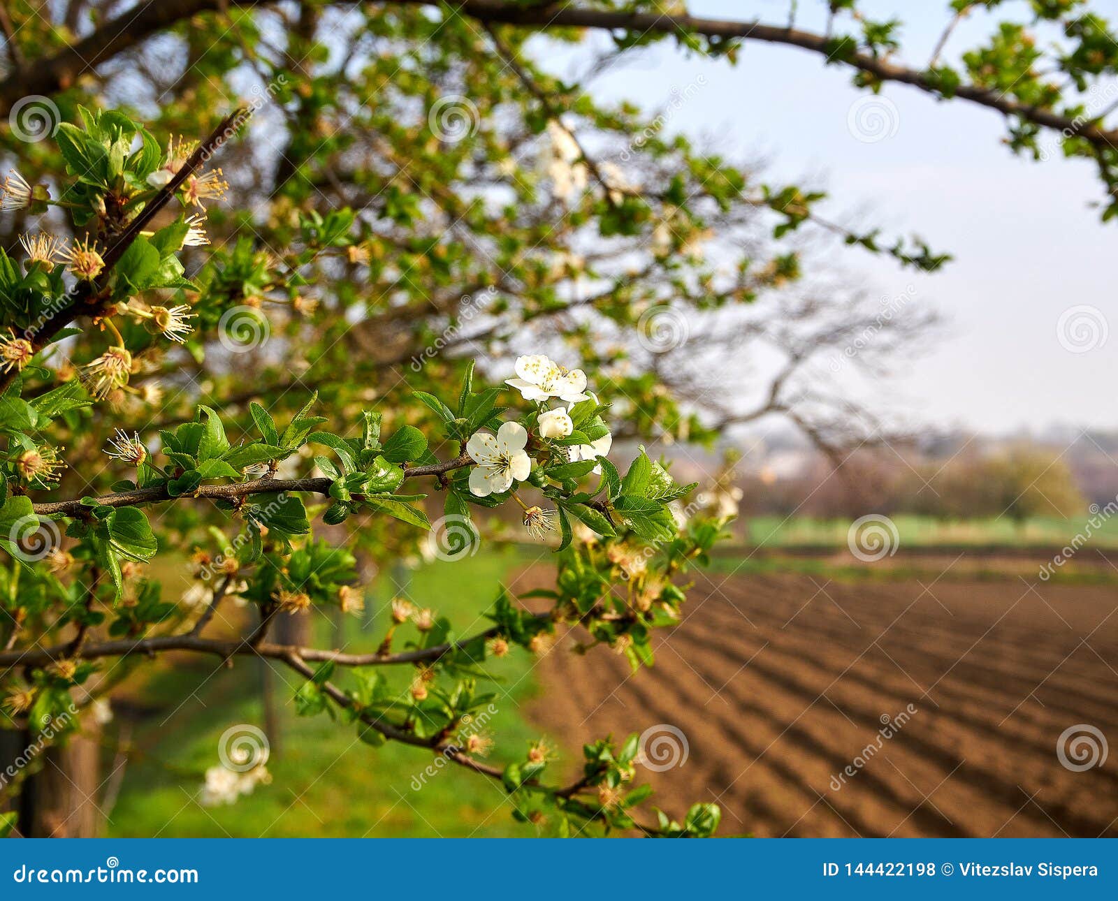 View of Spring Landscape with Blossoming Tree Branches, Plowed Land and ...