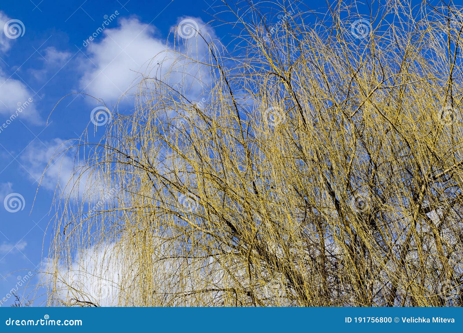 View of a Spring Weeping Willow Tree with Yellow Branches on a Sky ...