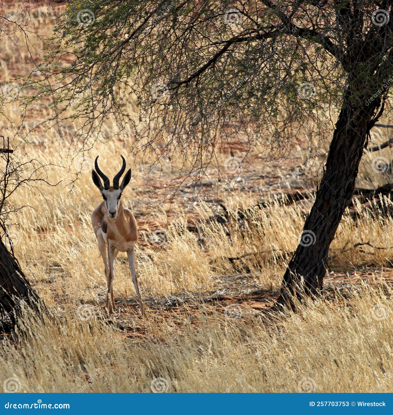 View of a Springbok Antelope Standing by the Tree in a Dry Field Stock ...