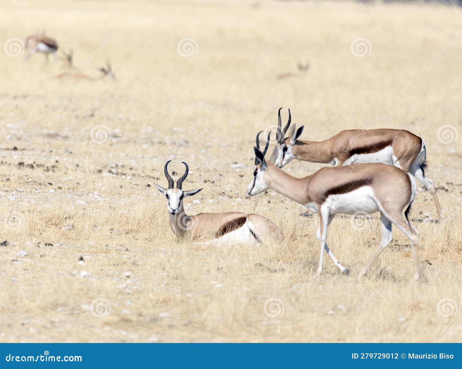 View of Springbok in a Park Stock Photo - Image of savannah, springbok ...