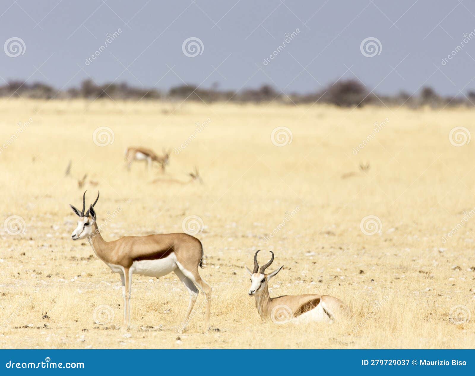 View of Springbok in a Park Stock Image - Image of gazelle, springbok ...