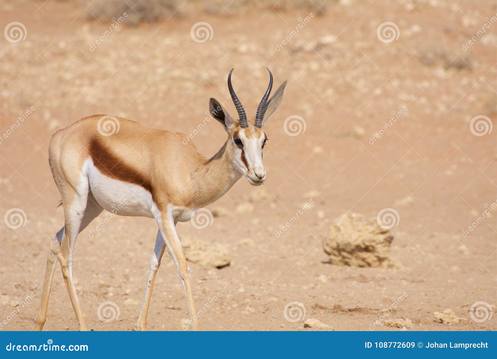 Springbuck Ram stock image. Image of african, view, horns - 108772609