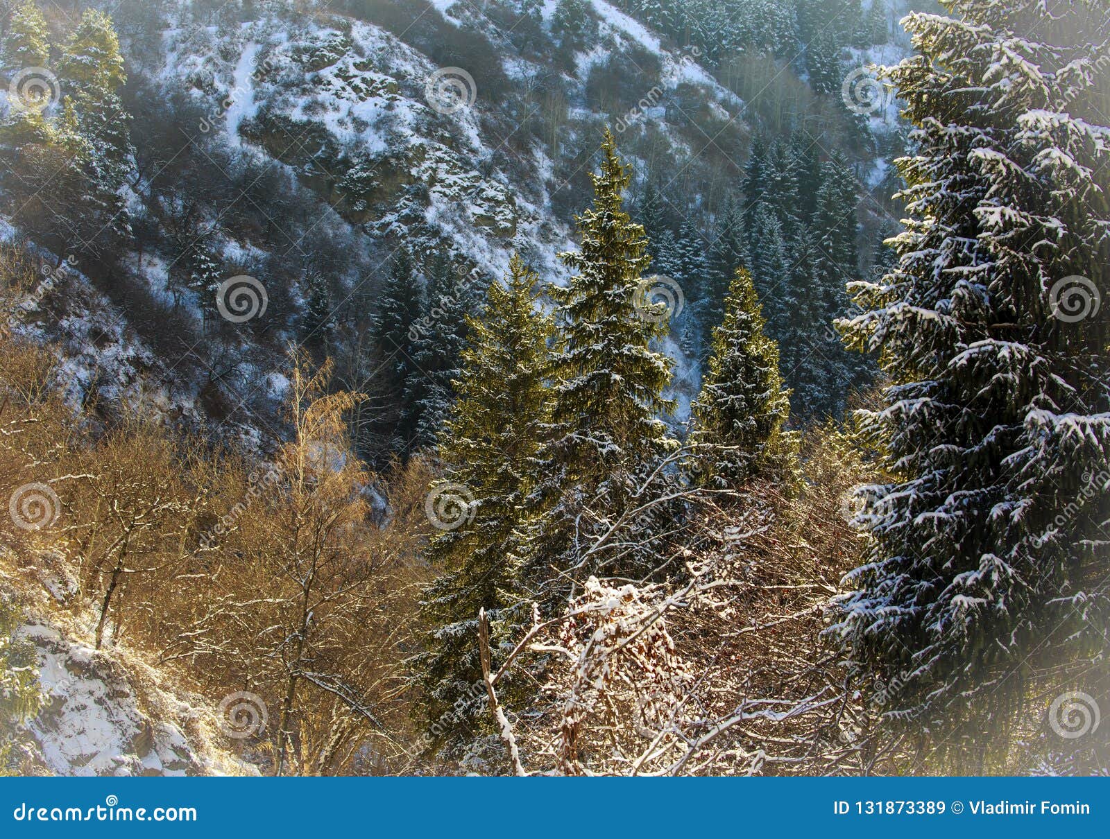 Spruce Trees in a Mountain Forest. Stock Image - Image of hoarfrost ...