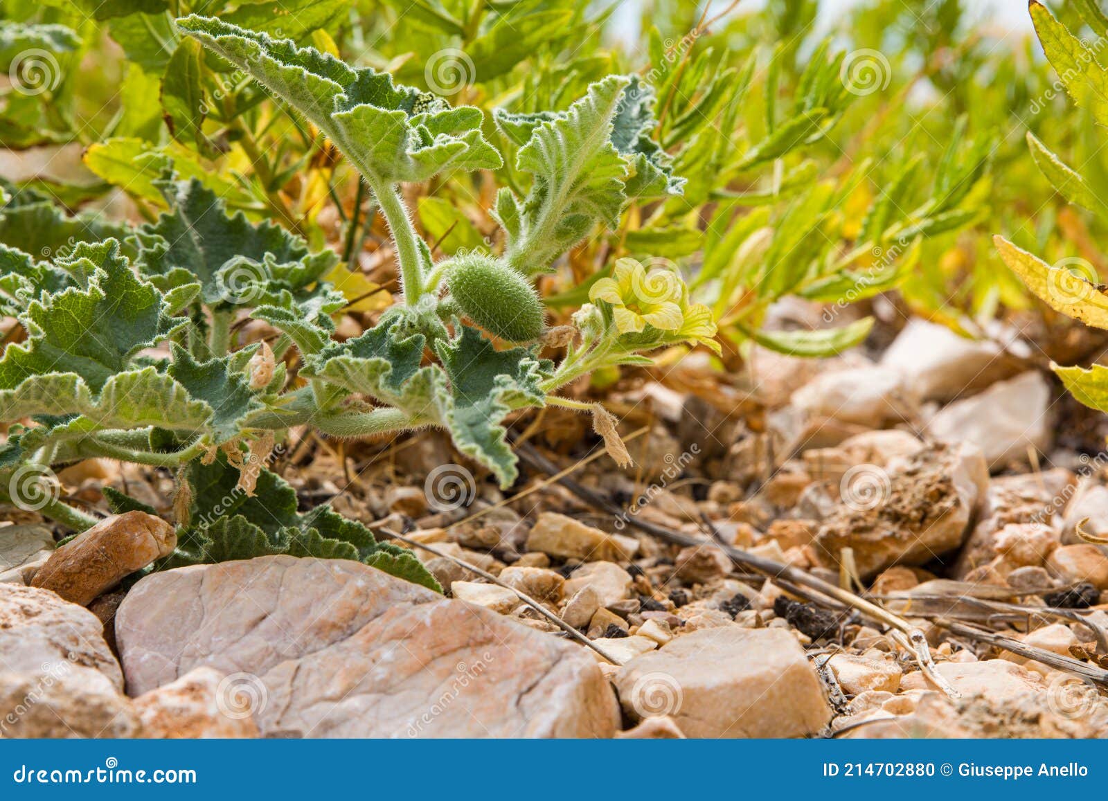 View of the Squirting Cucumber or Exploding Cucumber Stock Photo ...
