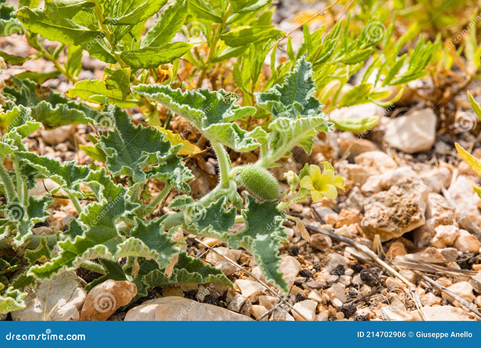 A Bush Of Ecballium Elaterium Or Cucumis Prophetarum With Fruits And ...