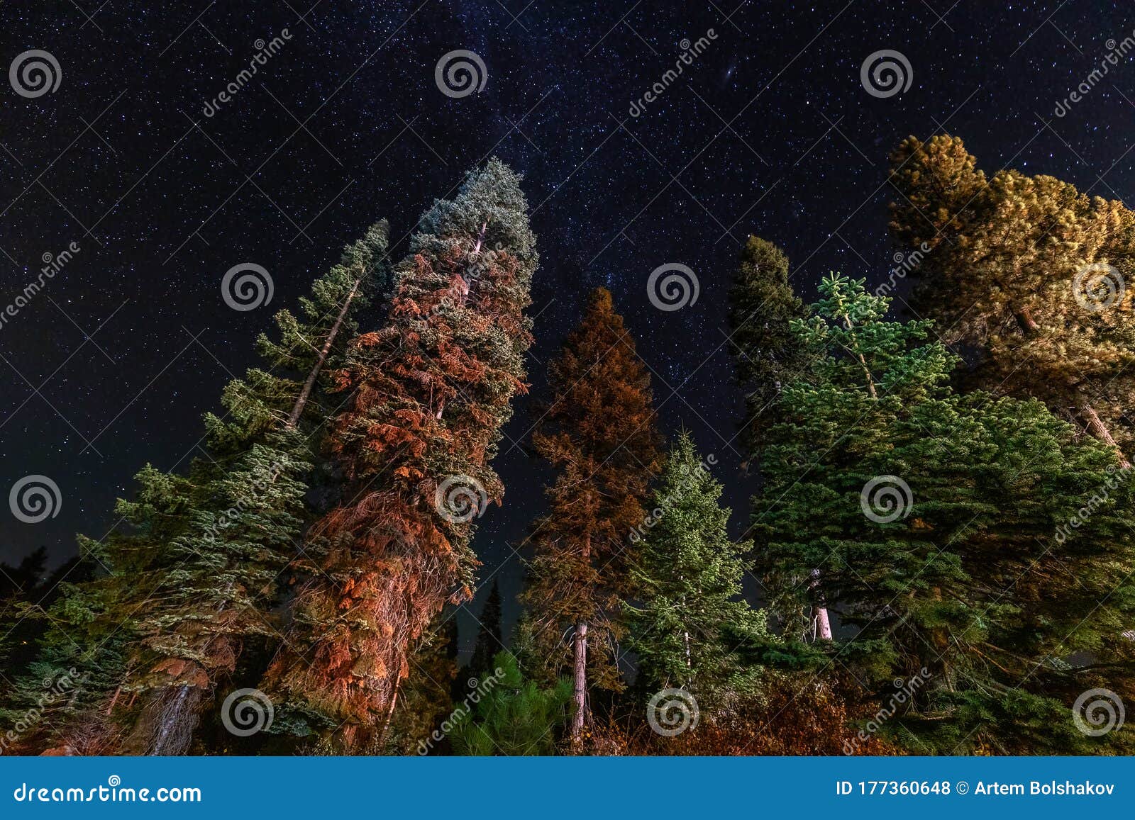 A View of the Stars with Pine Trees Forest in the Foreground. Night ...