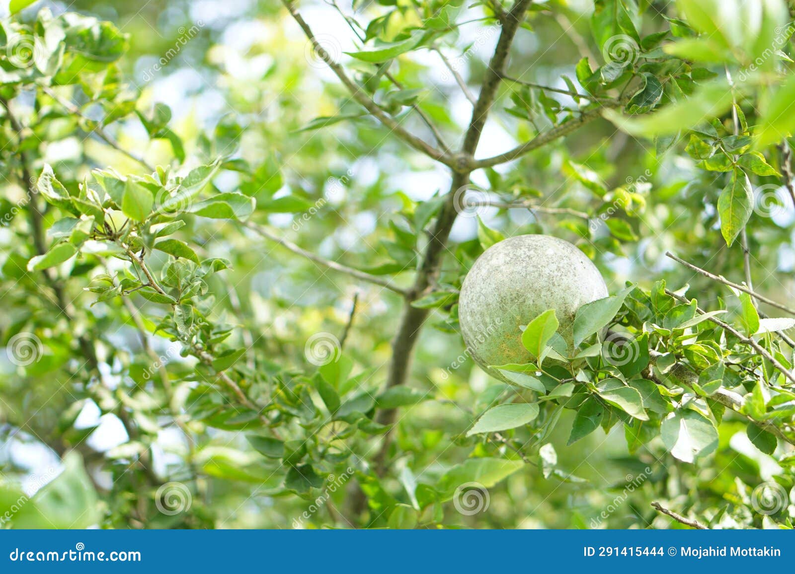 View of a Stone Apple (Aegle Marmelos) on a Tree Stock Photo - Image of ...