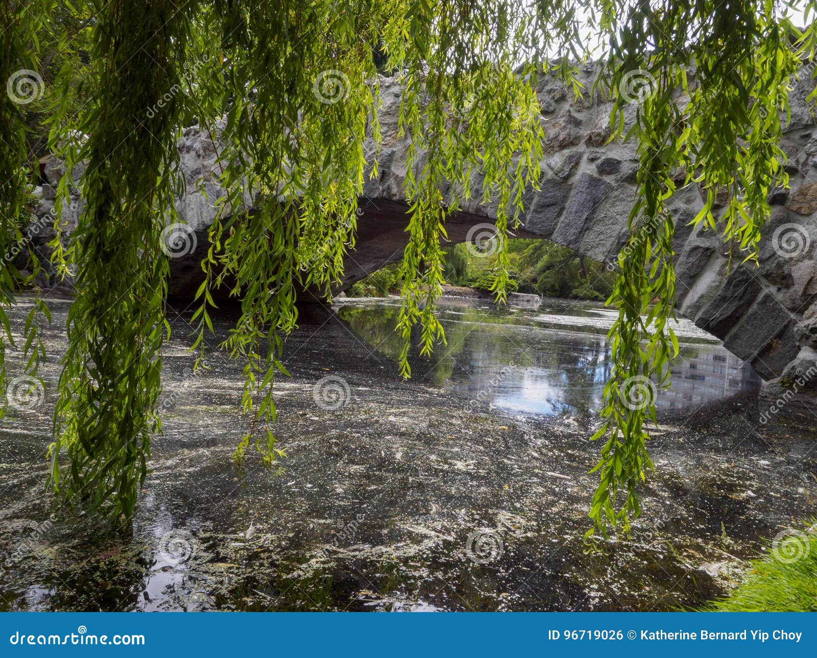 View of a Stone Bridge Over the Water through Drooping Tree Branches in ...