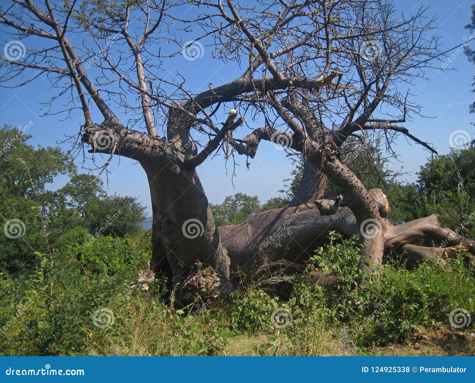 STRANGE TRUNK FORMATION on a TREE Stock Photo - Image of scenic, thick ...