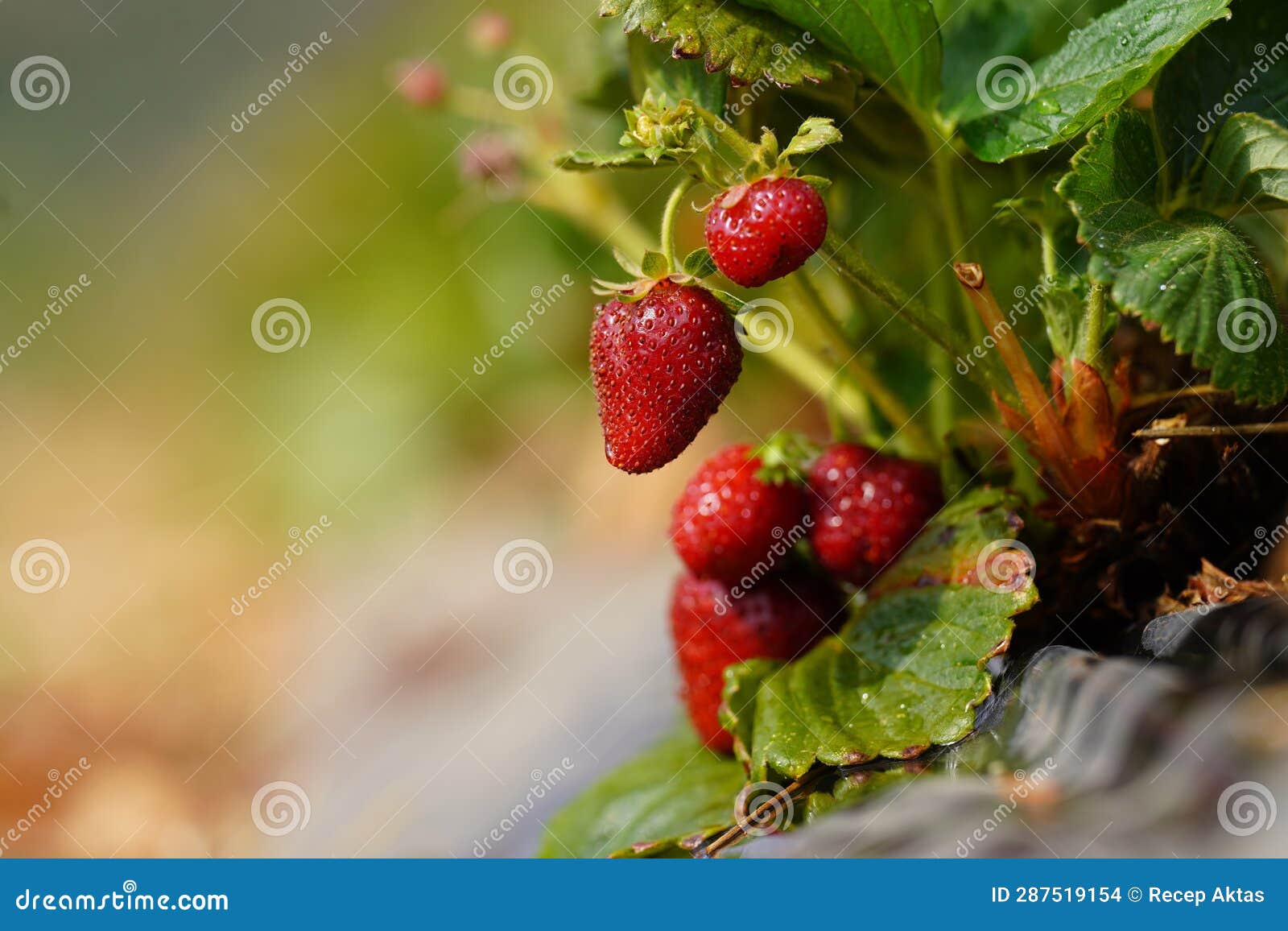 View of Strawberry in a Garden. Stock Photo - Image of petal, food ...