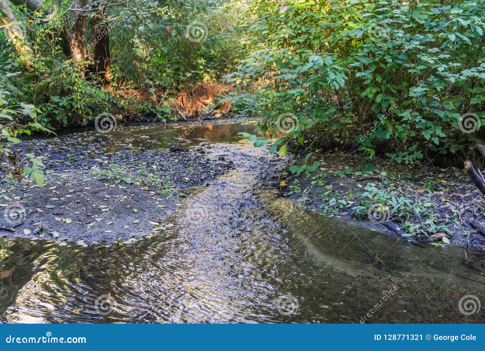 Stream and Bushes stock image. Image of serene, water - 128771321