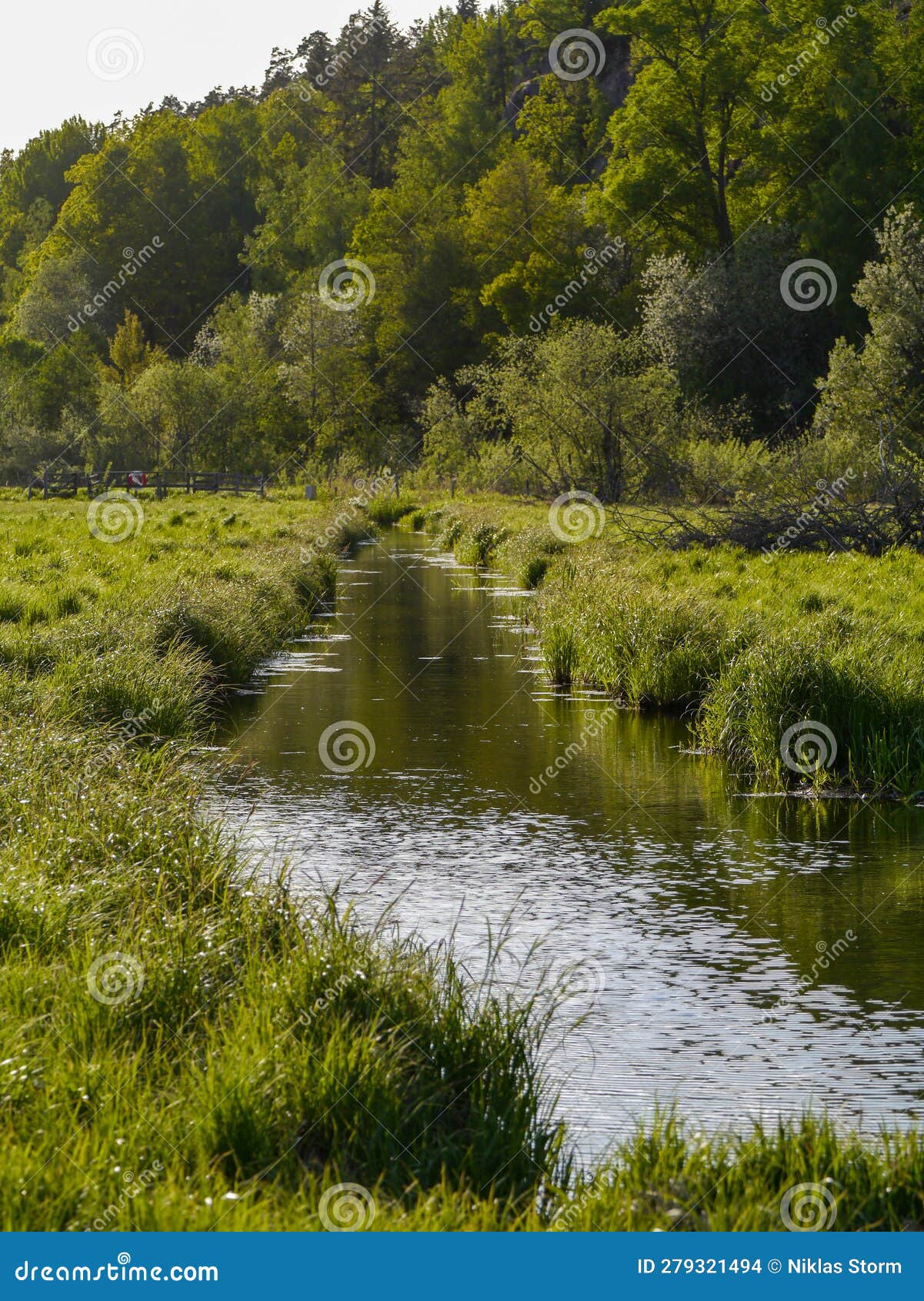 View of a Stream on Field during Summer Stock Photo - Image of outdoor ...