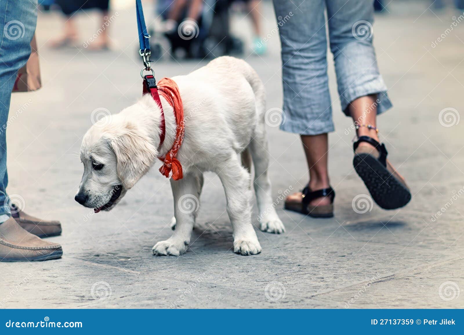 View of the Street from the Dog S Perspective Stock Image - Image of ...