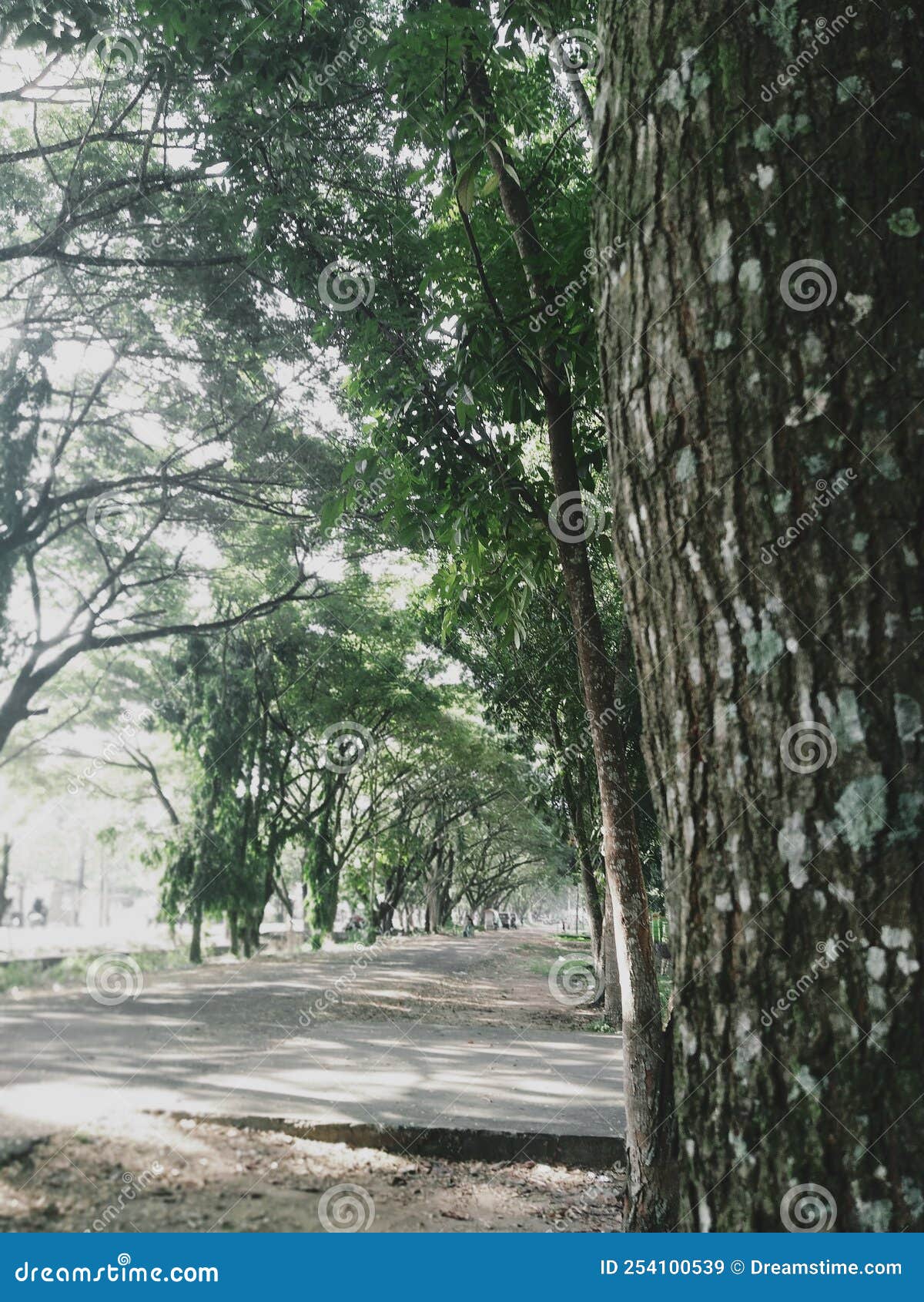View of street with trees stock image. Image of grove - 254100539