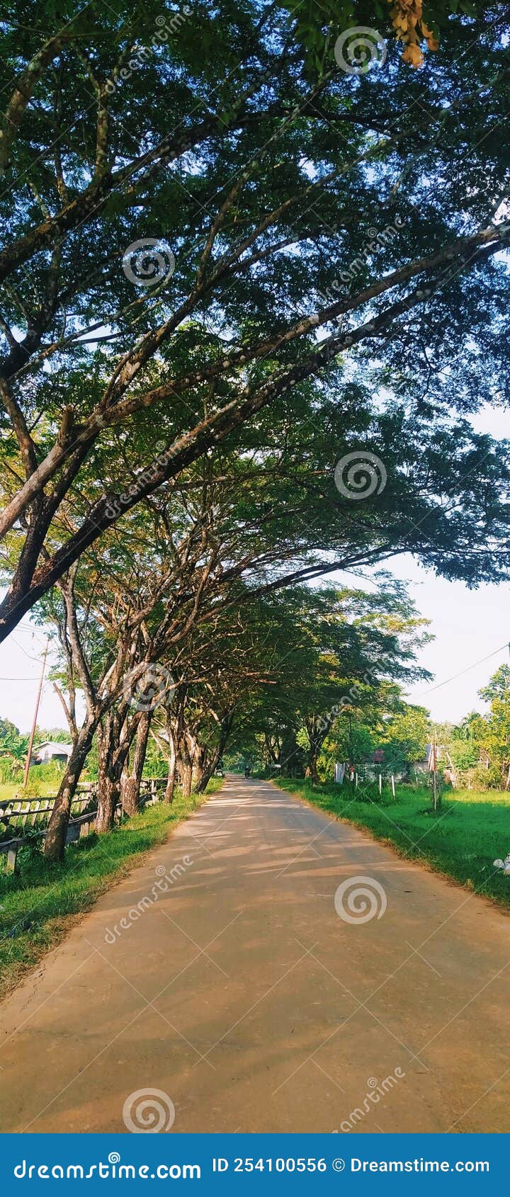 The View of Street with Trees, on the Way Stock Photo - Image of ...