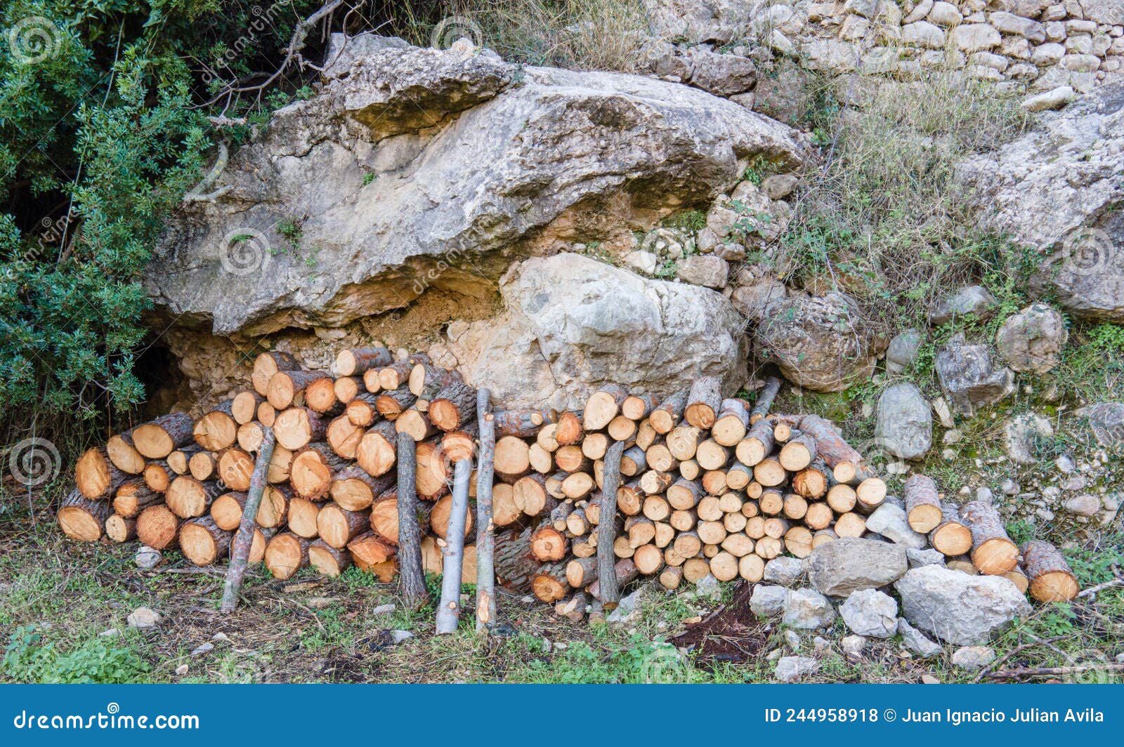 View of Stacked Stumps in the Shade Stock Photo - Image of sawn, circle ...