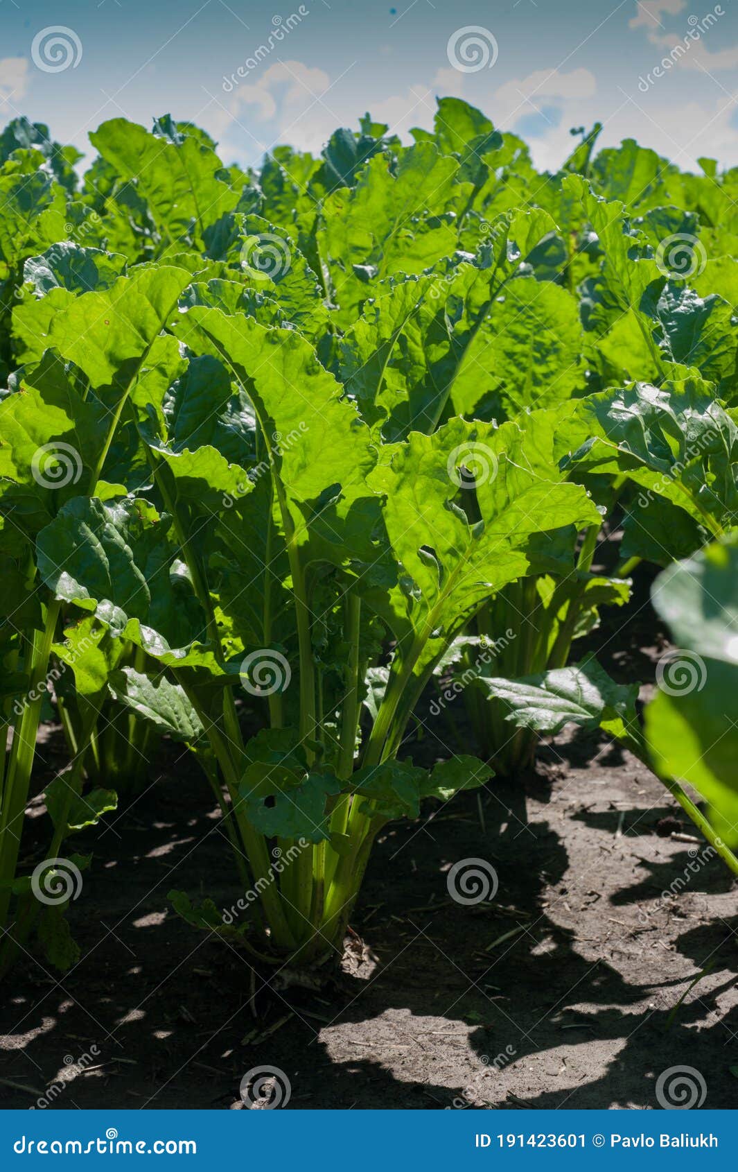 Sugar Beet Plantations from Below Stock Image - Image of beets, color ...