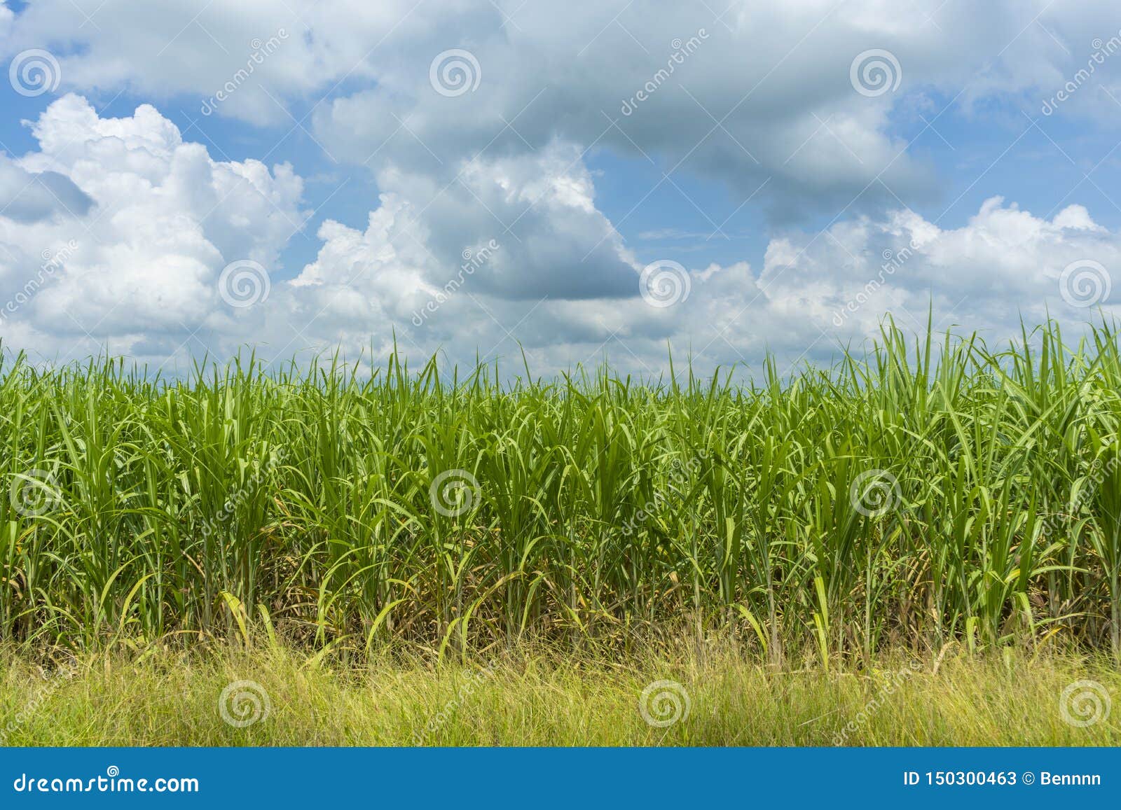 View of Sugarcane Plantation Stock Image - Image of juice, fossil ...