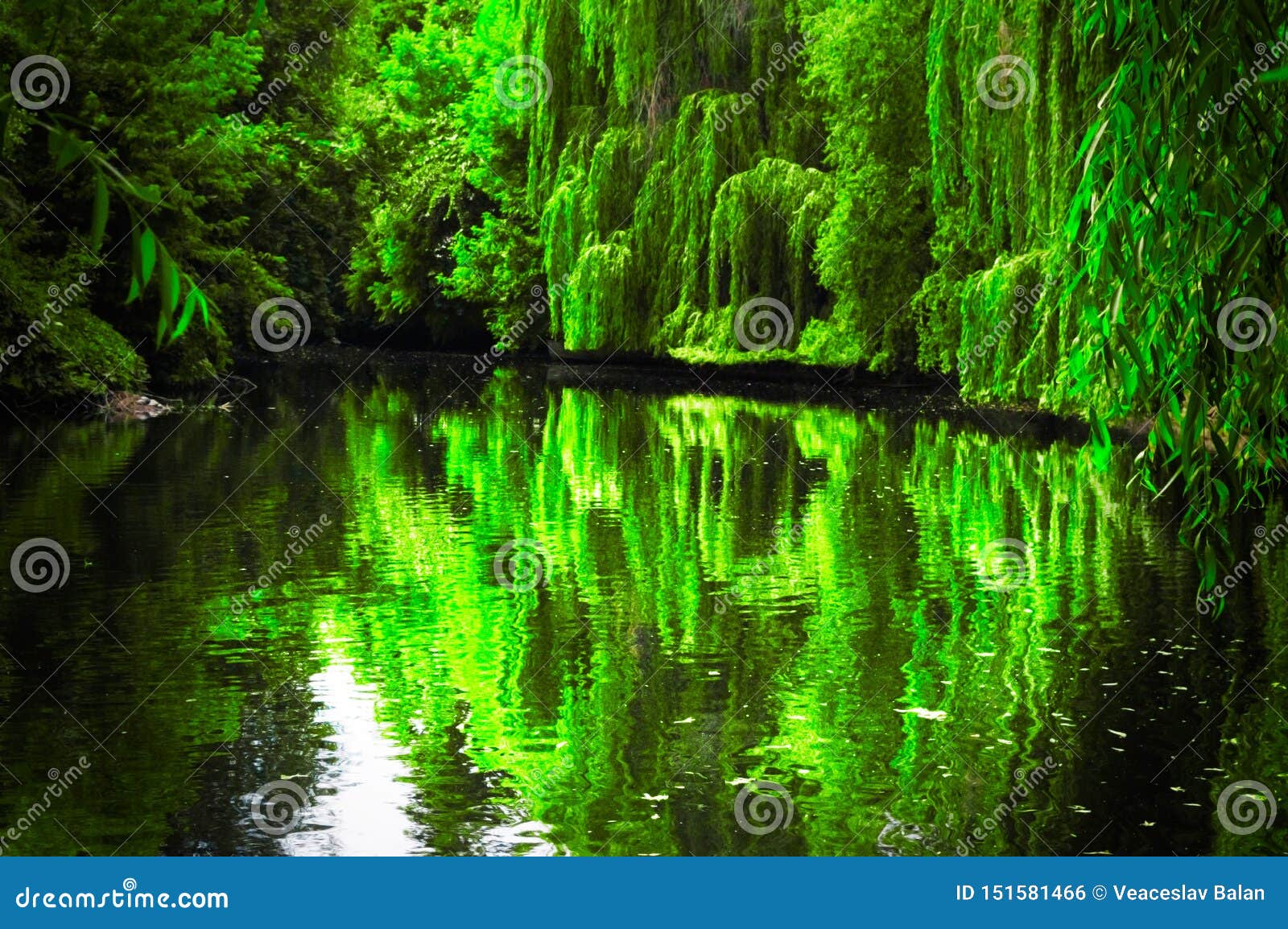 View of the Summer Lake with Reflections of Trees in the Water Stock ...