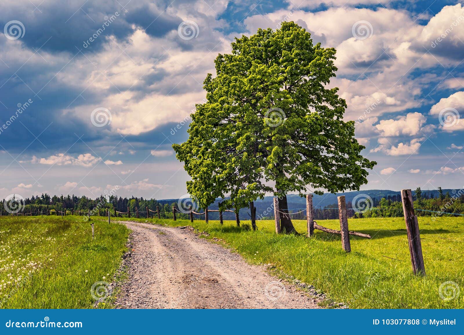 Rural road with tree stock photo. Image of country, scenery - 103077808