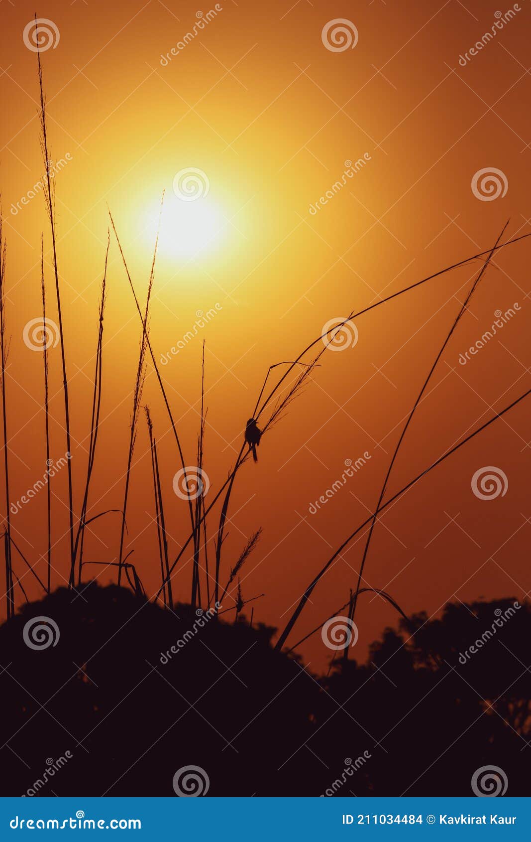 View of the Sun Rising Behind the Grass Weed in the Fields Stock Photo ...