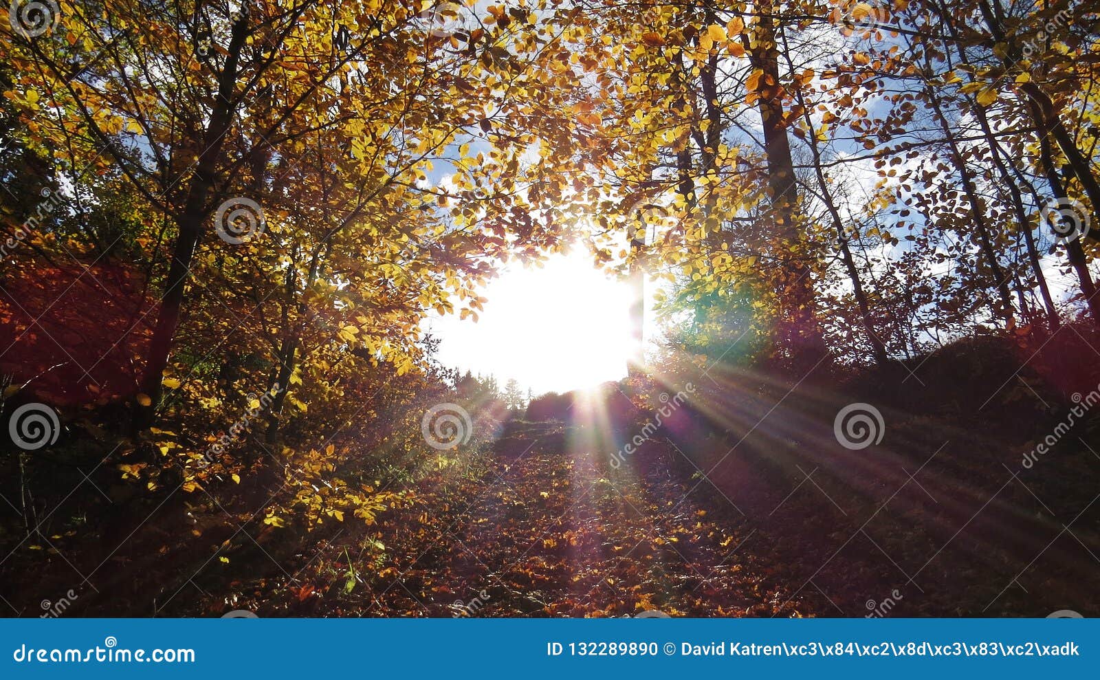 View at Sun Shining through Golden Yellow Trees during Fall Stock Photo ...